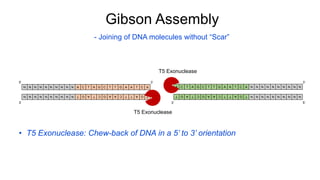 Gibson Assembly: a seamless molecular cloning technique | PPTX
