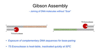 Gibson Assembly: a seamless molecular cloning technique | PPTX