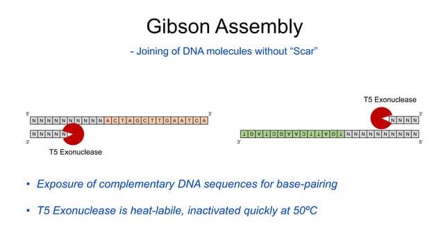 Gibson Assembly: a seamless molecular cloning technique | PPTX