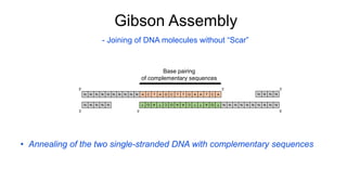 Gibson Assembly: a seamless molecular cloning technique | PPTX