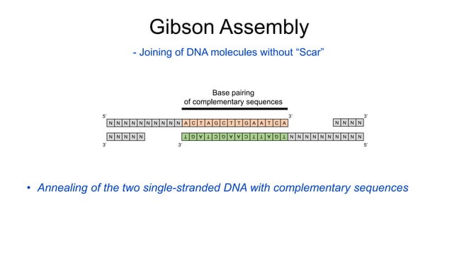 Gibson Assembly: a seamless molecular cloning technique | PPTX