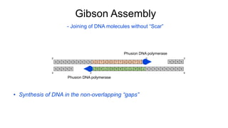 Gibson Assembly: a seamless molecular cloning technique | PPTX