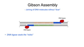 Gibson Assembly: a seamless molecular cloning technique | PPTX