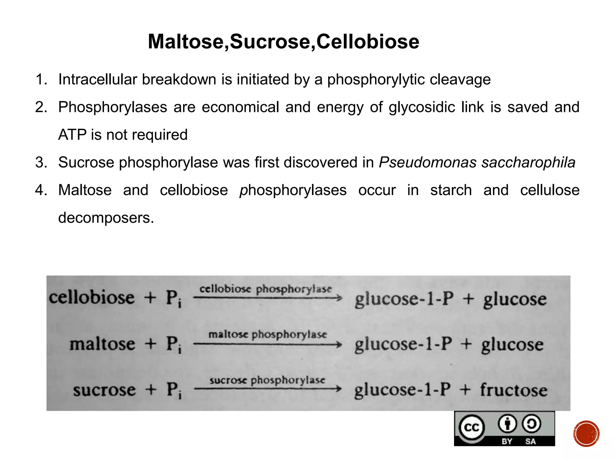 Catabolism of carbohydrates in bacteria | PPTX