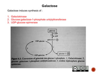 Catabolism of carbohydrates in bacteria | PPTX | Chemistry | Science