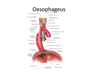 oesophages stomach.pptx