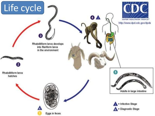 Oesophagostomum bifurcum.2013.university sulaiamany.biology.dashty ri…