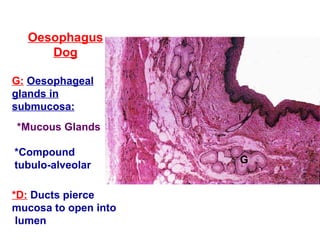 Oesophagus | PPT