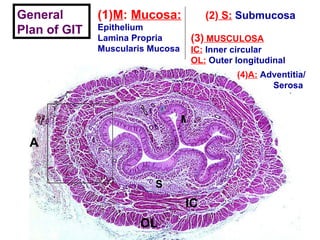 Esophagus Slide Labeled Adventitia