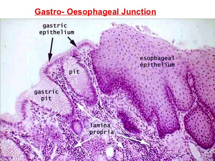 Oesophagus