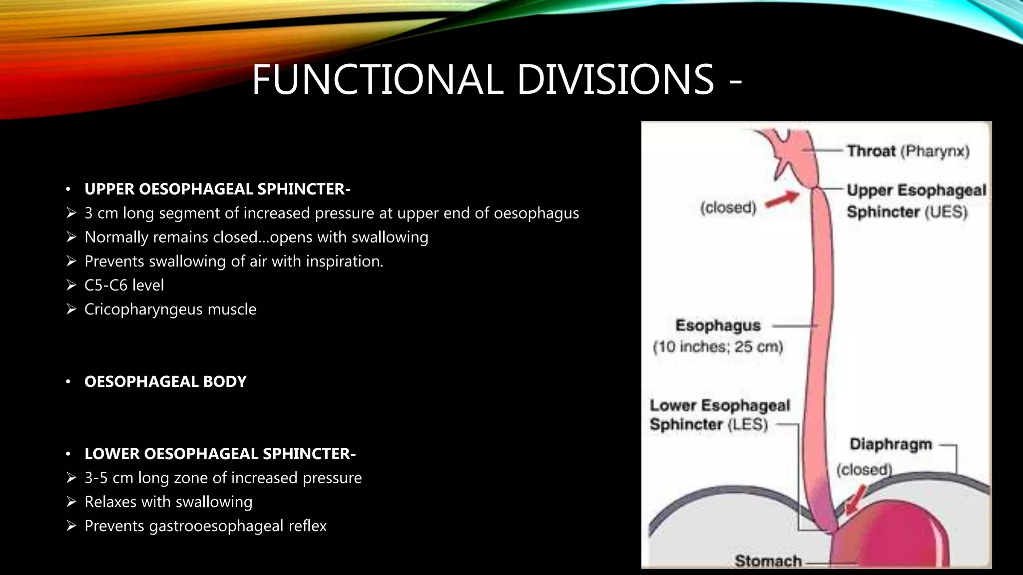 Oesophagus | PPTX