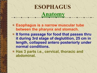 Oesophagus,, | PPT