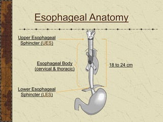 Oesophagus,, | PPT