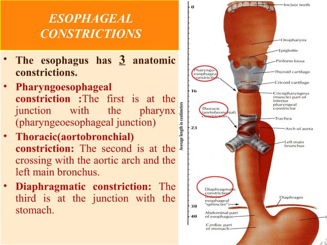 OESOPHAGUS ANATOMY AND PHYSIOLOGY BY BRISSO ARACKAL | PPT