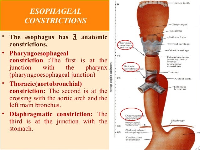 OESOPHAGUS ANATOMY AND PHYSIOLOGY BY BRISSO ARACKAL