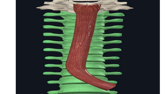 oesophagus anatomy easy to understand ppt(college level) | PPT