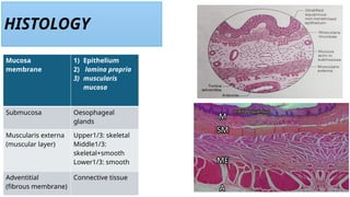 oesophagus anatomy easy to understand ppt(college level) | PPTX