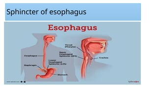 oesophagus anatomy easy to understand ppt(college level) | PPT