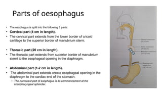 oesophagus anatomy easy to understand ppt(college level) | PPTX