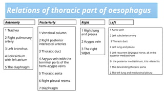 oesophagus anatomy easy to understand ppt(college level) | PPTX