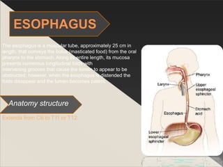 Oesophagus pdf.pptx | Digestive Disorders | Diseases and Conditions