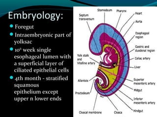 Oesophagus ppt for ss | PPT