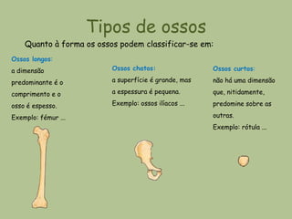 O esqueleto humano | PPS