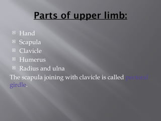 OESTEOLOGY OF UPPER LIMB presentation one.pptx