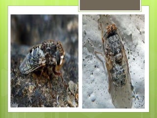 Oestrus ovis parasitologia | PPTX