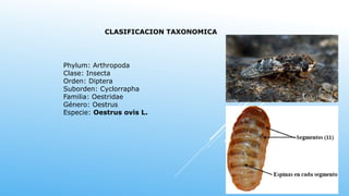 OESTRUS OVIS | PPTX
