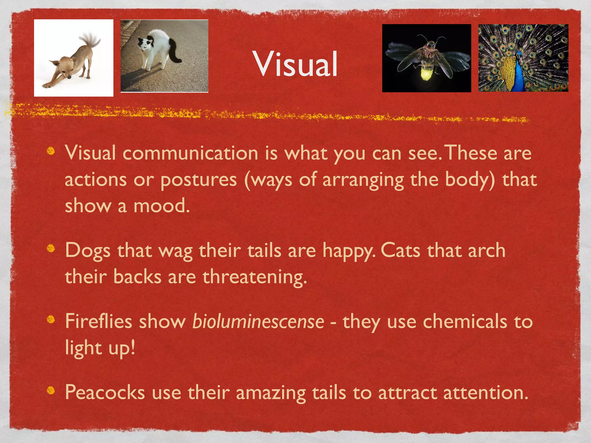 Animal Communication | PPT