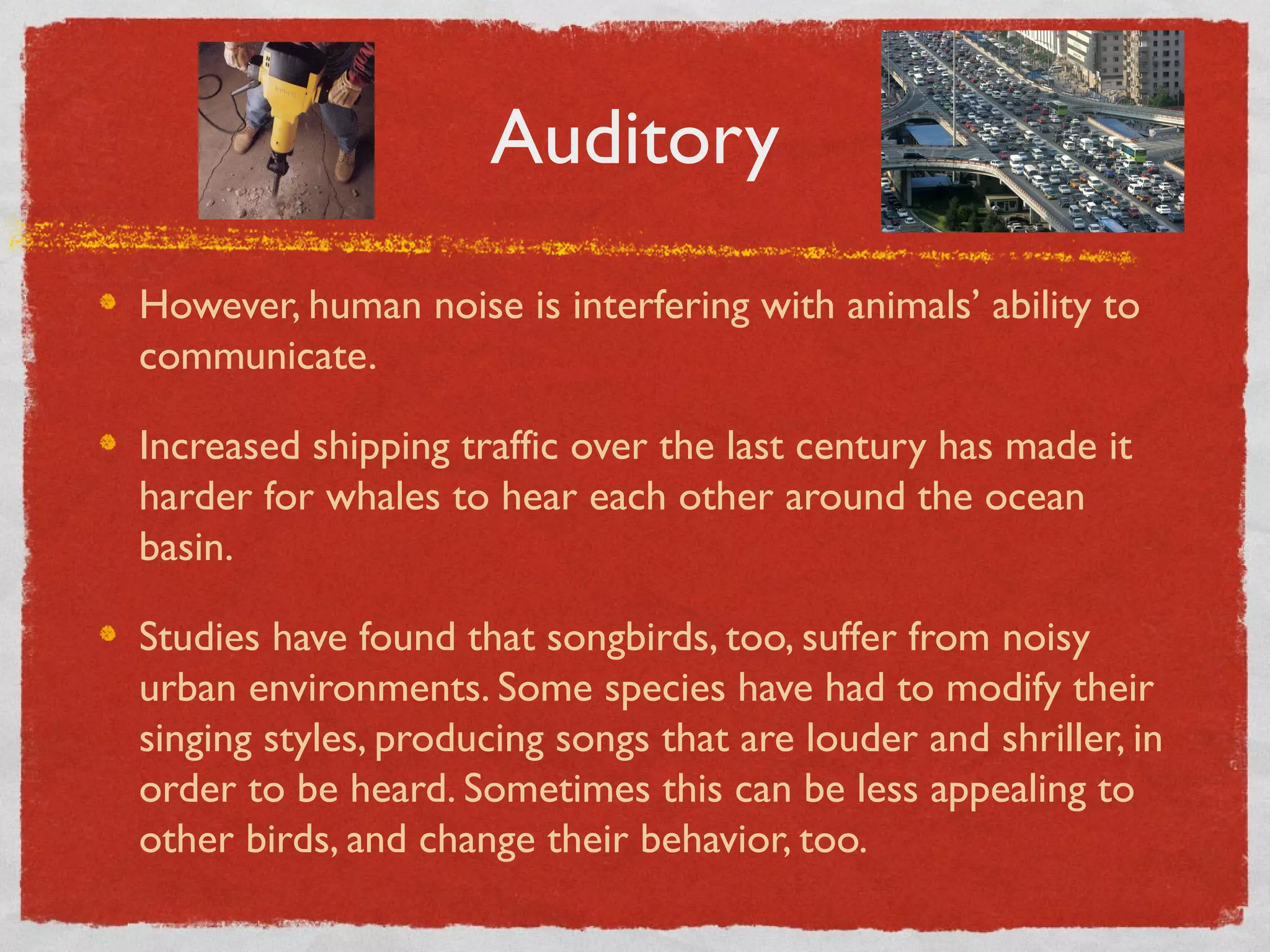 Animal Communication | PPT