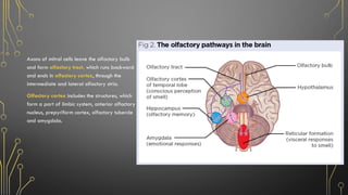 OFALCTORY SYSTEM FROM NOSE TO THE BRAIN SLIDE REVISED .pptx