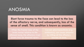 OFALCTORY SYSTEM FROM NOSE TO THE BRAIN SLIDE REVISED .pptx