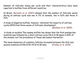 Buffalo Follicular Dynamics | PPTX