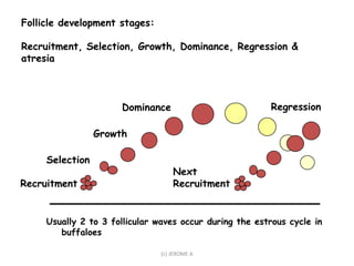 Buffalo Follicular Dynamics | PPTX