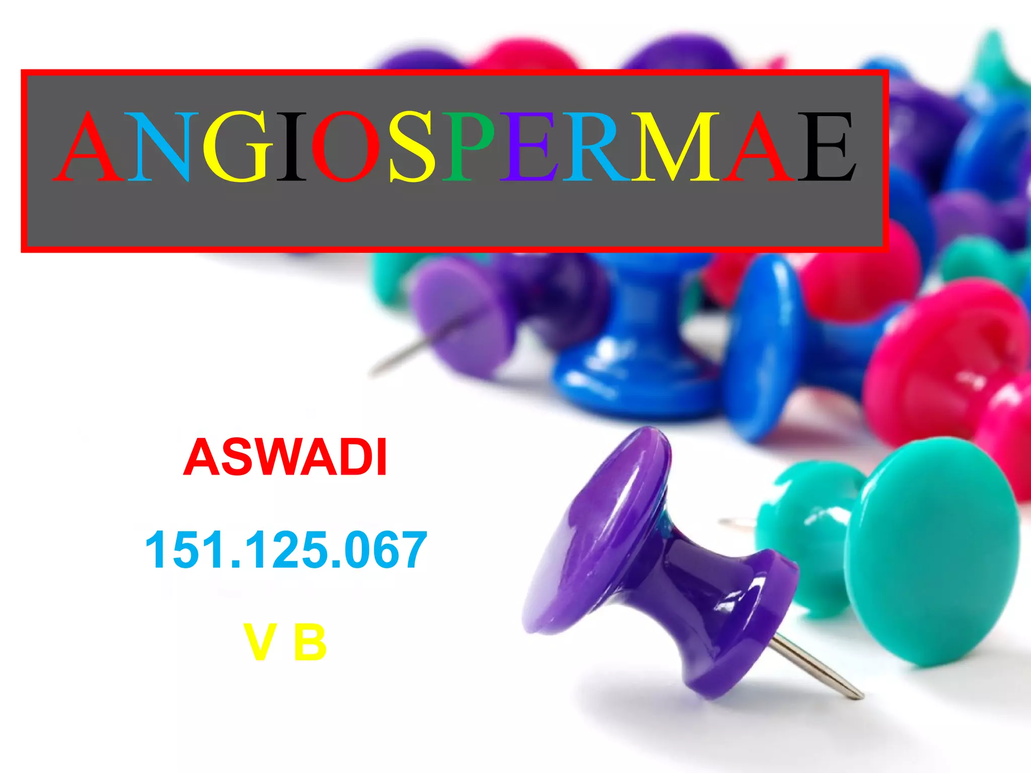 angiospermae | PPT