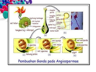 angiospermae | PPT