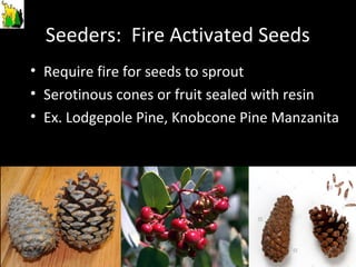 Fire Ecology Overall Notes | PPT
