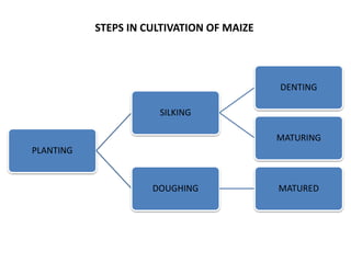 Official miaze present | PPT