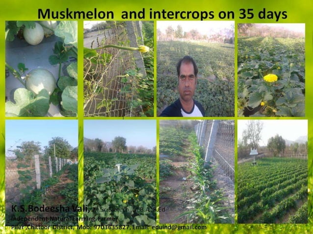 organic farming of muskmelon, muskmelon in natural farming, zbnf ...