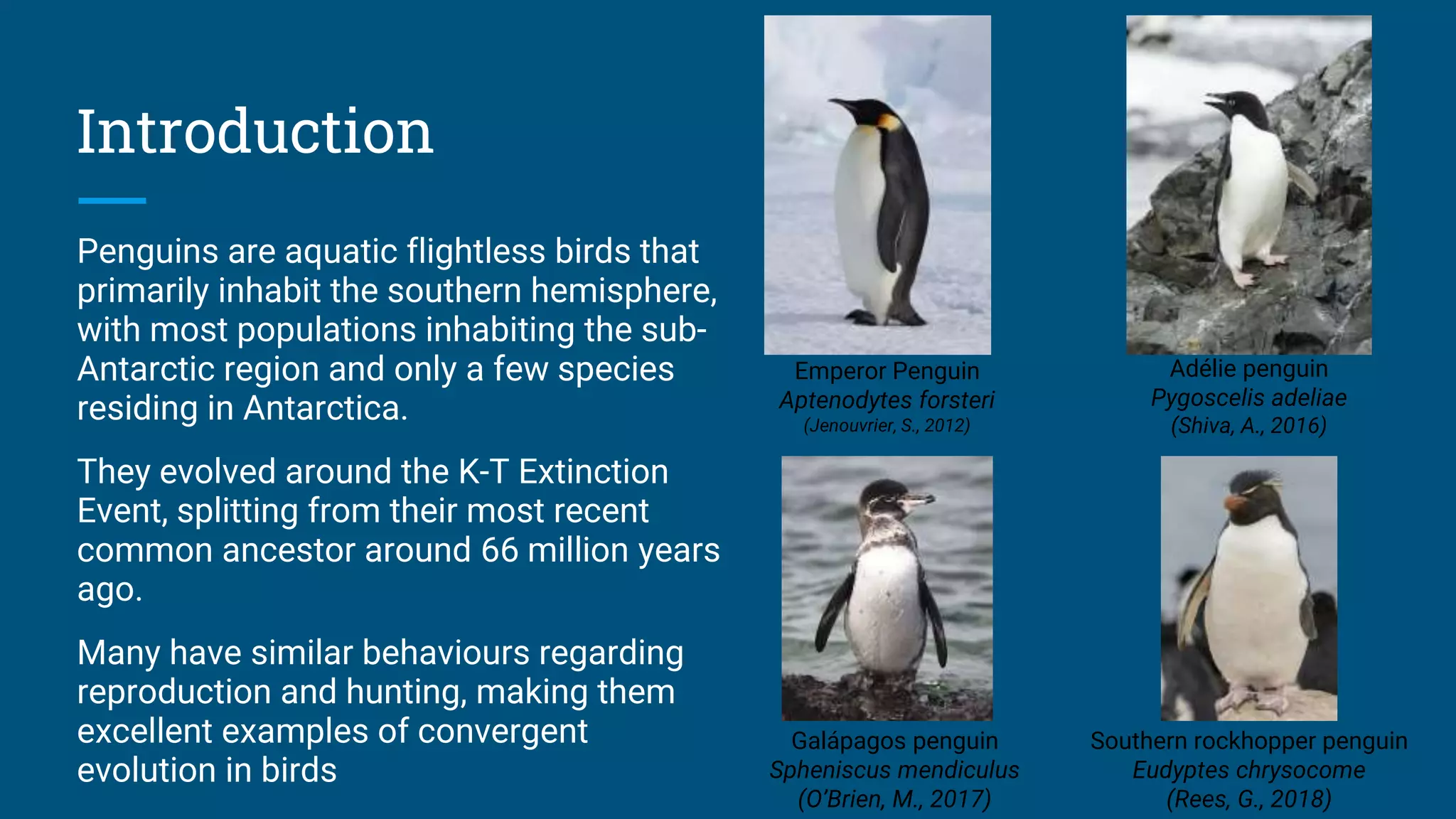 Penguin Presentation | PPTX