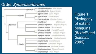Penguin Presentation | PPTX
