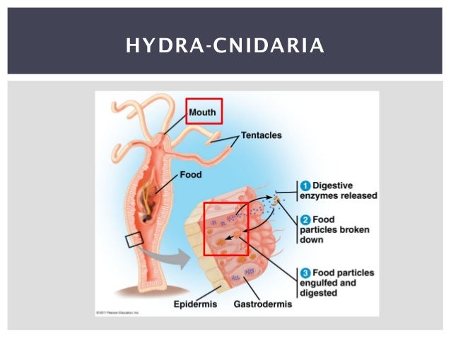 sci access 14th : presentation digestive system & cellular respiratio…
