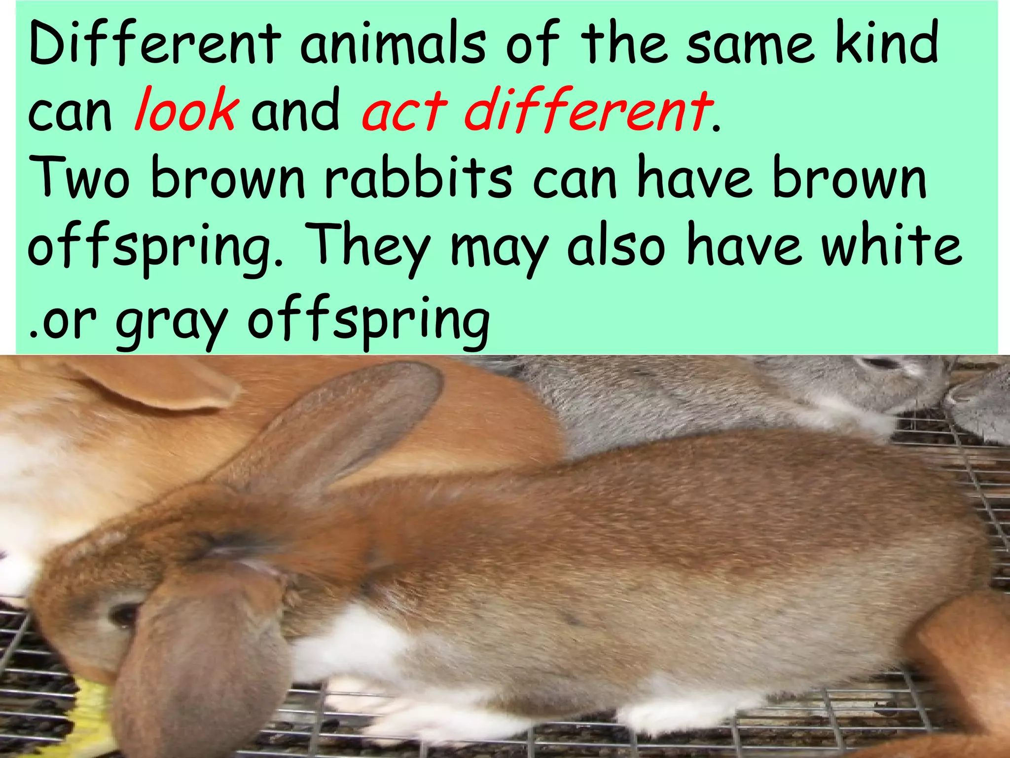 Offspring like their parents | PPT