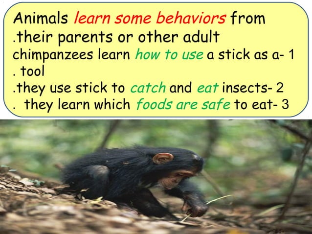 Offspring like their parents | PPT