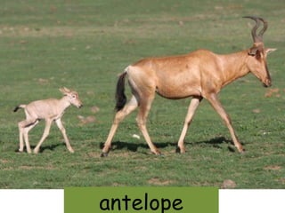 Offspring like their parents | PPT
