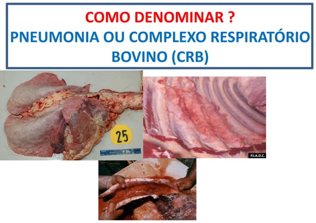 "Web Série: Controle do Completo Respiratório Bovino" - Prof. Enrico ...