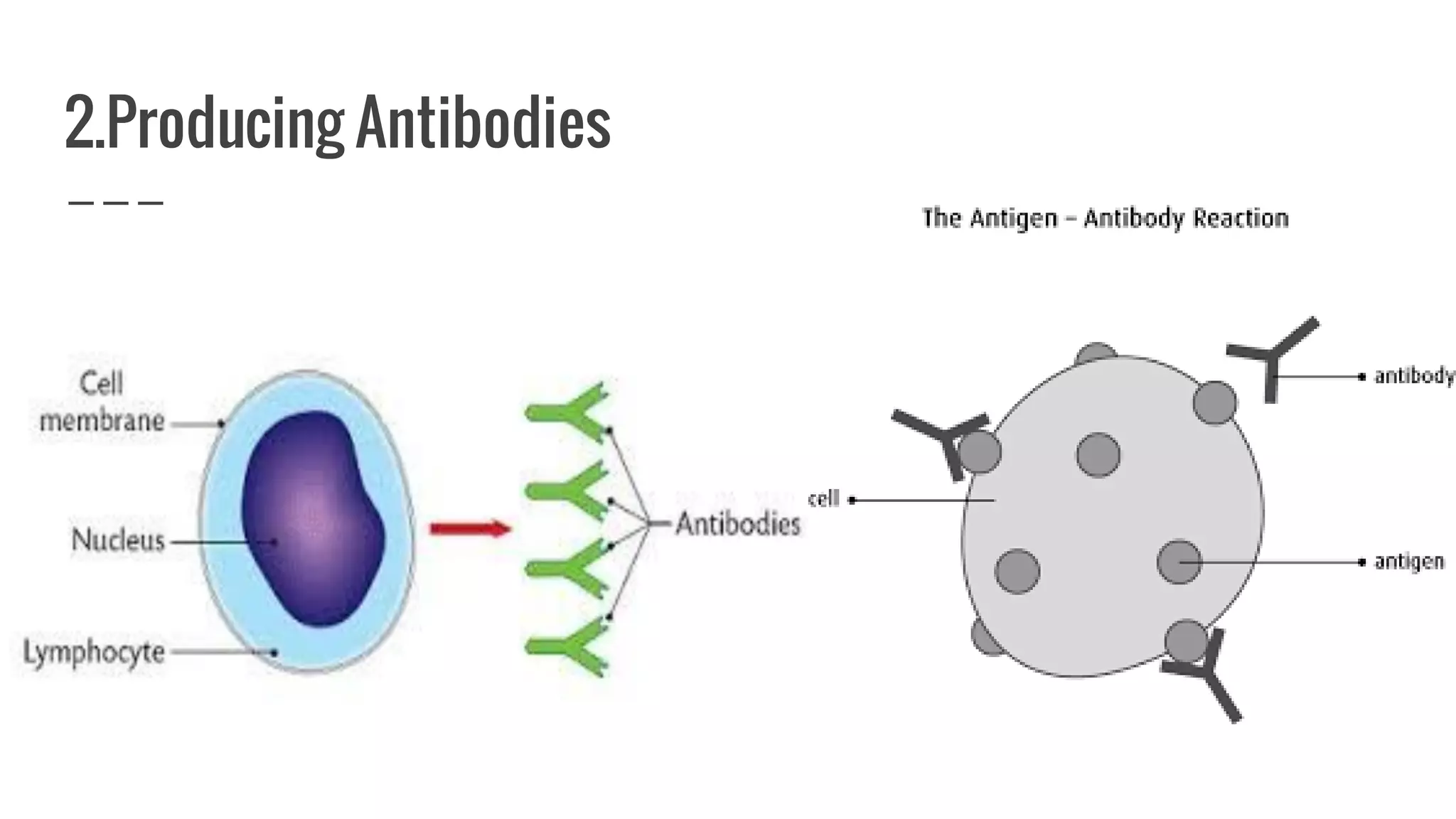 AQA Biology 1A Fighting Disease | PDF