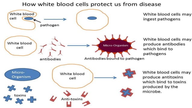 AQA Biology 1A Fighting Disease | PDF | Infectious Diseases | Diseases ...